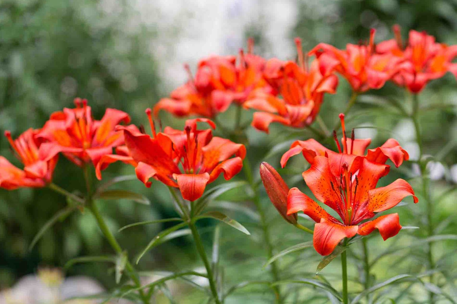 8 Most Common Flowers Used In Utah Flower Beds - Tuxedo Yard Care