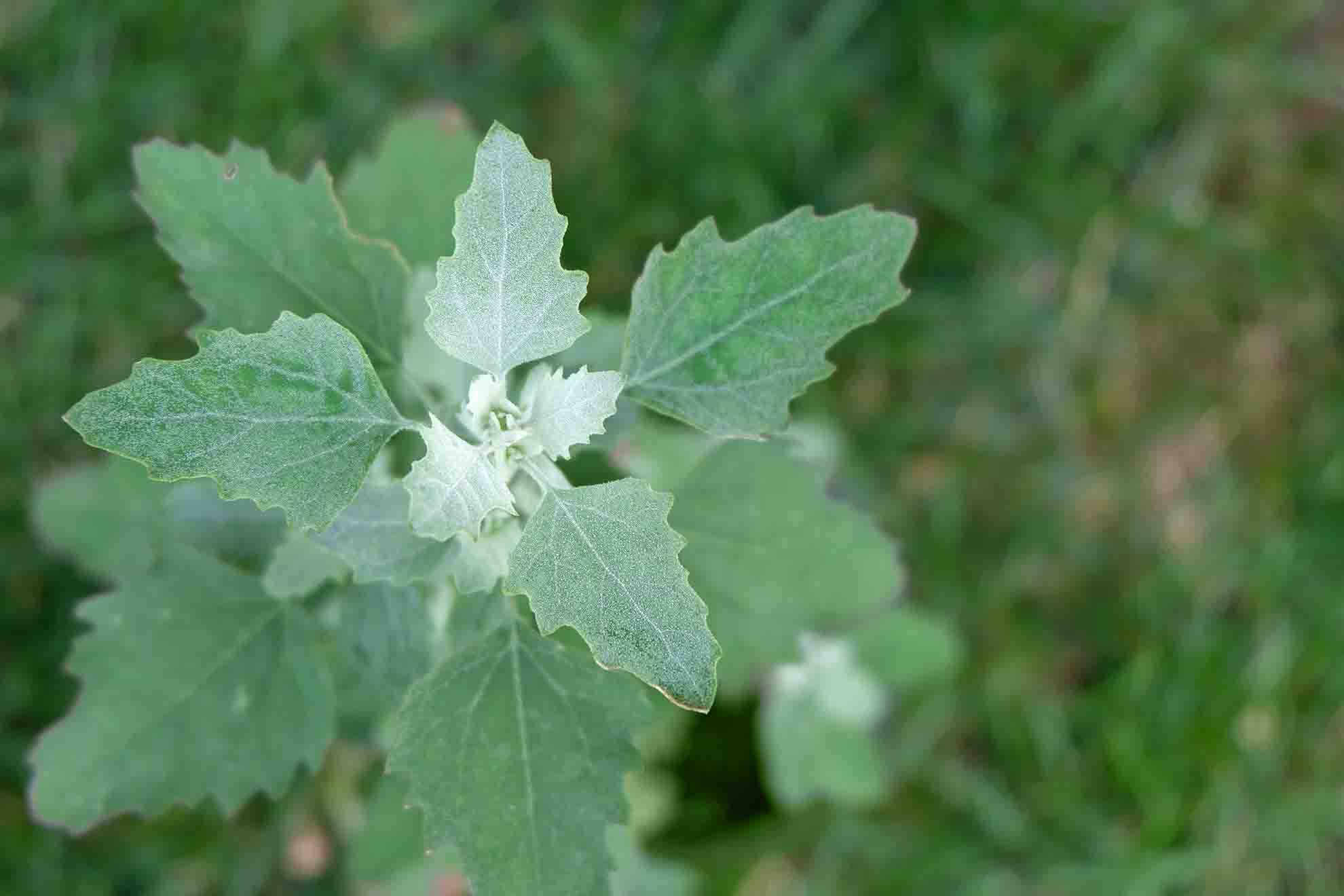 Everything You Need To Know About Broadleaf Weeds - Tuxedo Yard Care